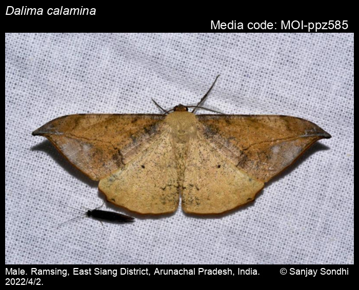 Dalima calamina | Moths